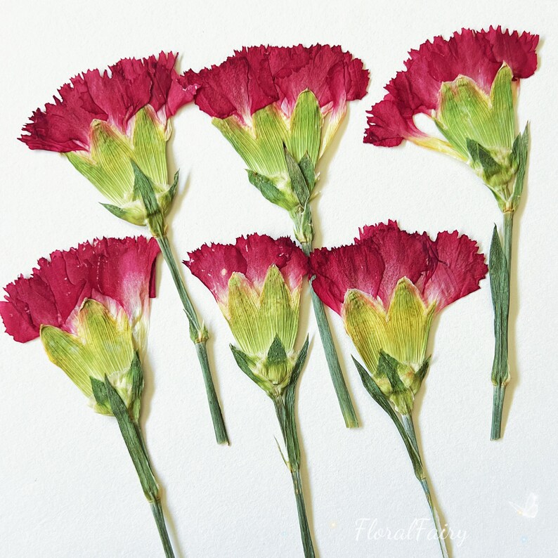 Pressed Carnation Flowers With Stem: Cake Decoration, Resin Art ...
