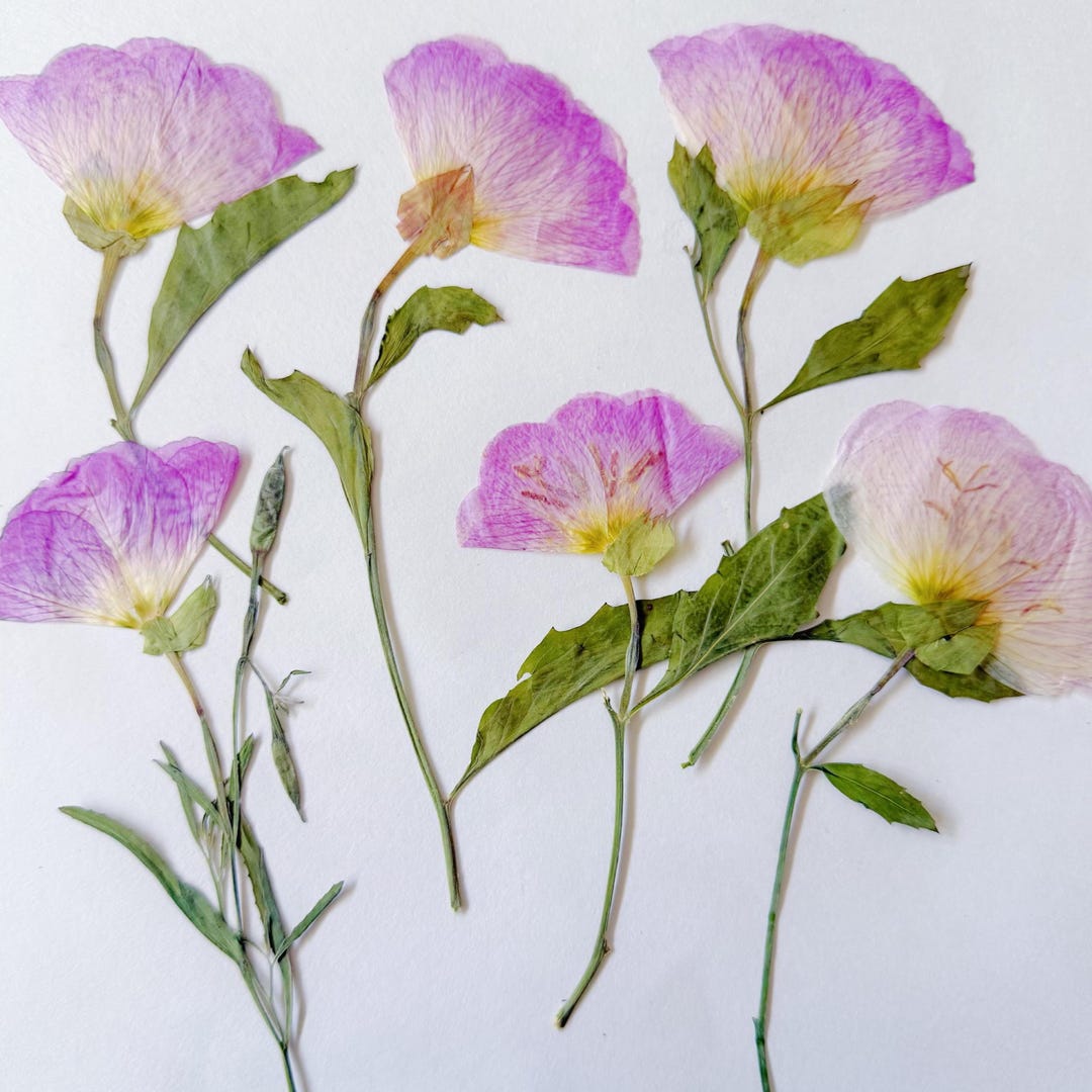 Pressed Pink Evening Primrose Flowers: Dried Botanicals for Resin Art ...