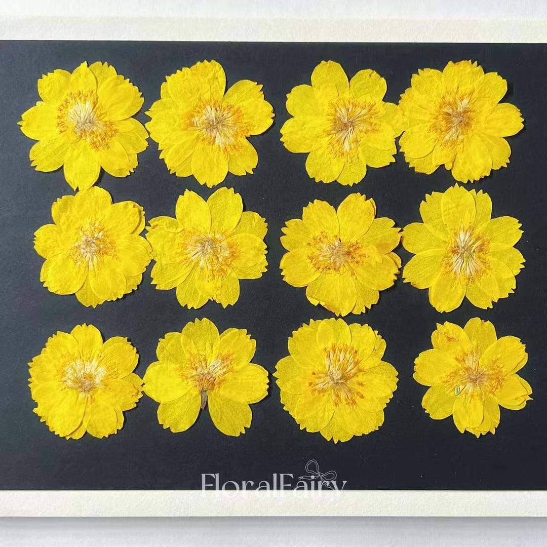 Pressed Yellow Cosmos Flowers (12pcs): Dried Floral Resin Art Supplies ...