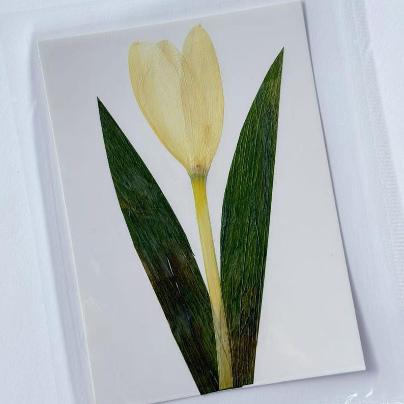 Pressed Dried Tulip Flowers: Resin Art, Framed Wall Art (1flower2leaves ...