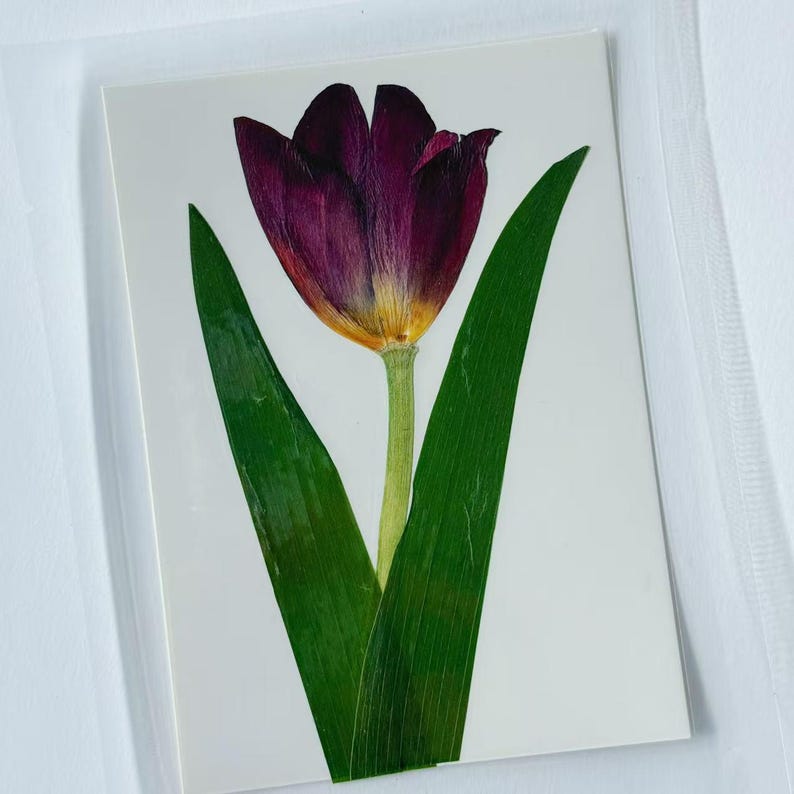 Pressed Dried Tulip Flowers: Resin Art, Framed Wall Art (1flower2leaves ...