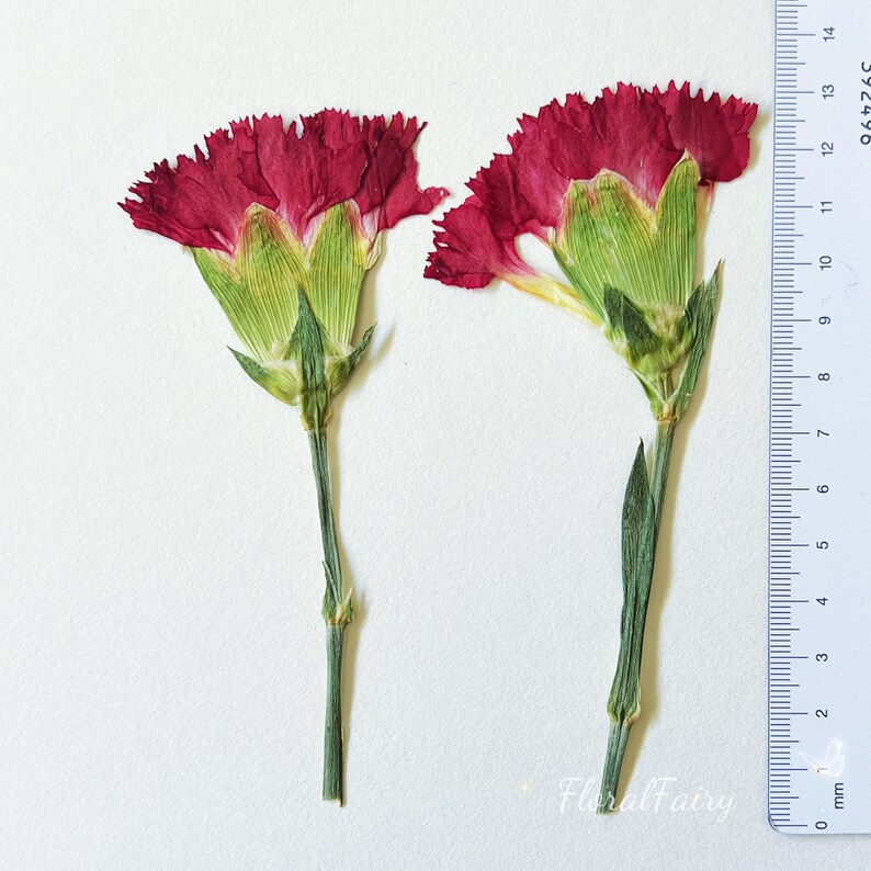 Pressed Carnation Flowers With Stem: Cake Decoration, Resin Art ...