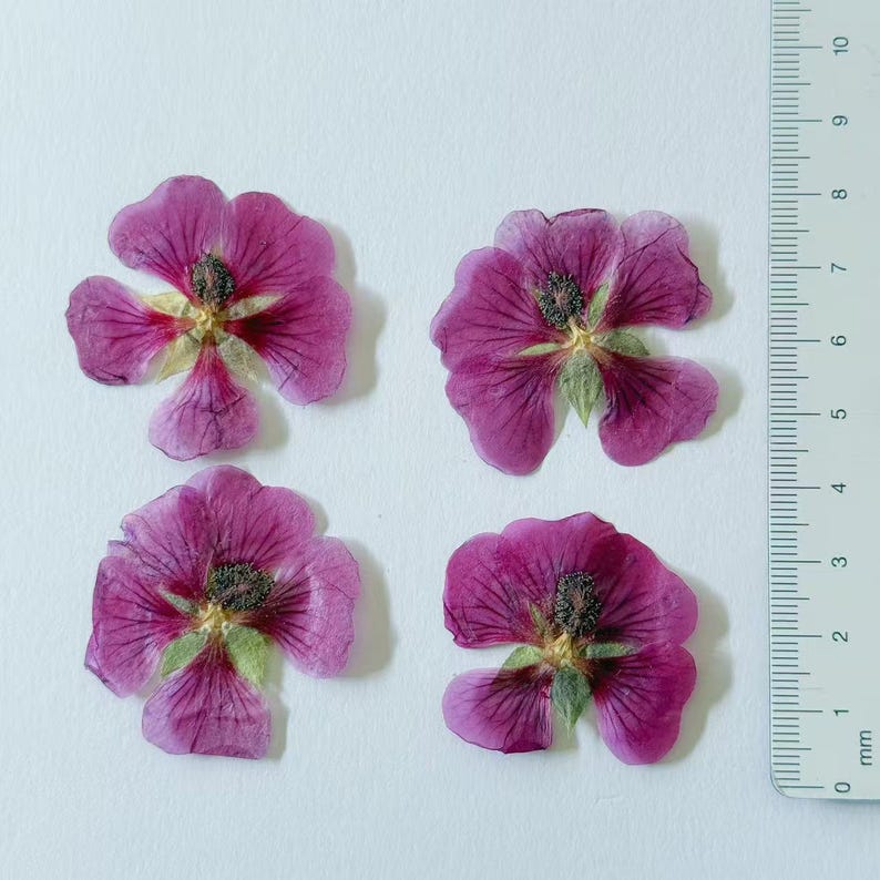Pressed Hibiscus Flowers for Resin Art Supplies 12pcs - Etsy