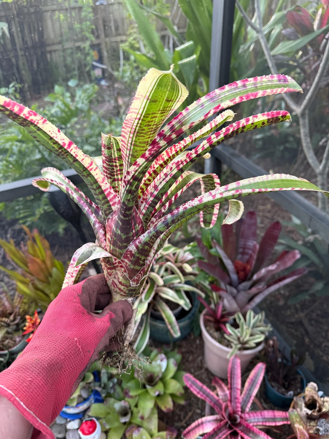 Neoregelia ‘hypnotic’ Bromeliad Plant - Etsy