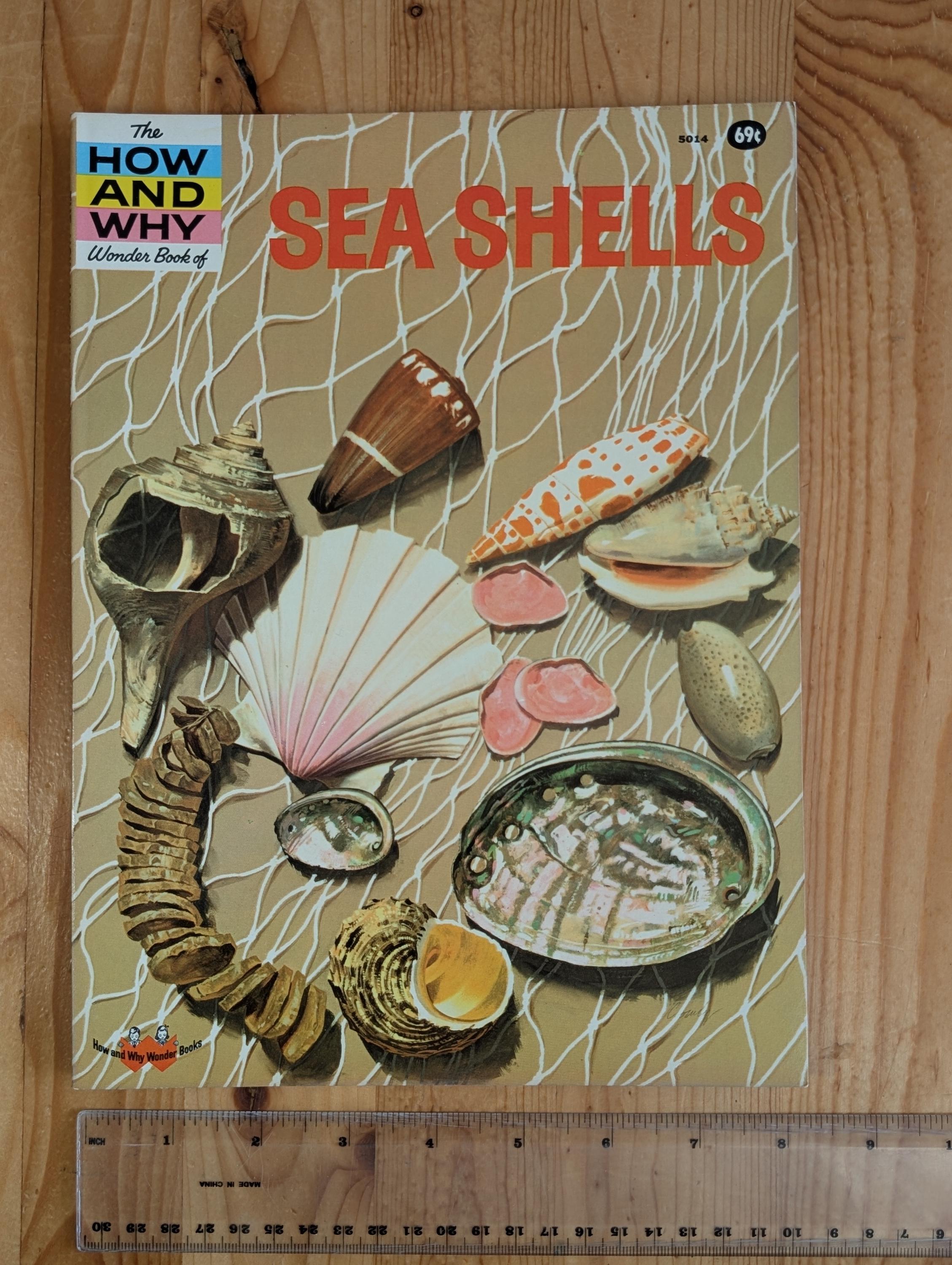 The How and Why Wonder Book of Sea Shells 1970's Illustrated Children's ...