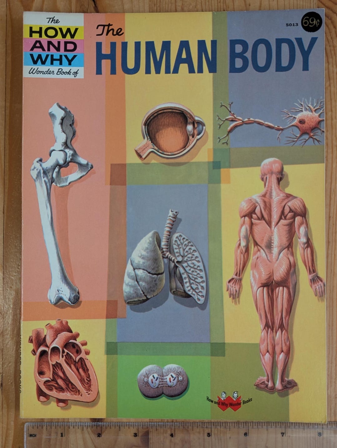 The How and Why Wonder Book of the Human Body 1970's Illustrated ...
