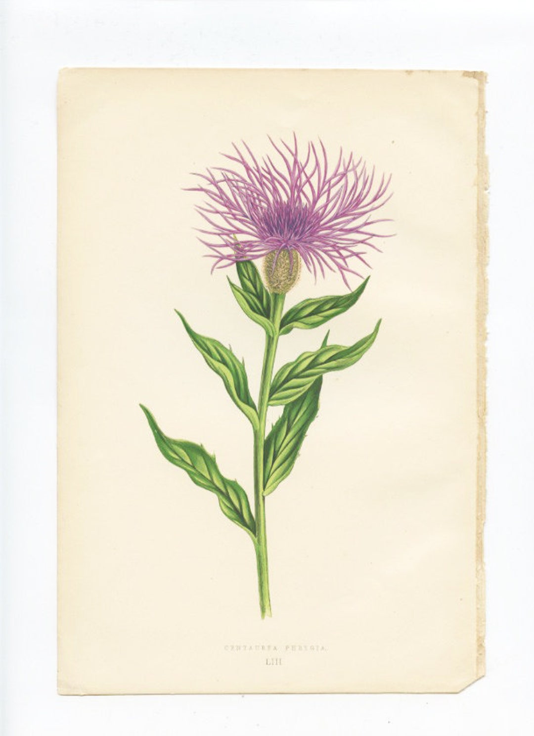 Vintage Botanical Book Plate, Floral Illustration - Etsy