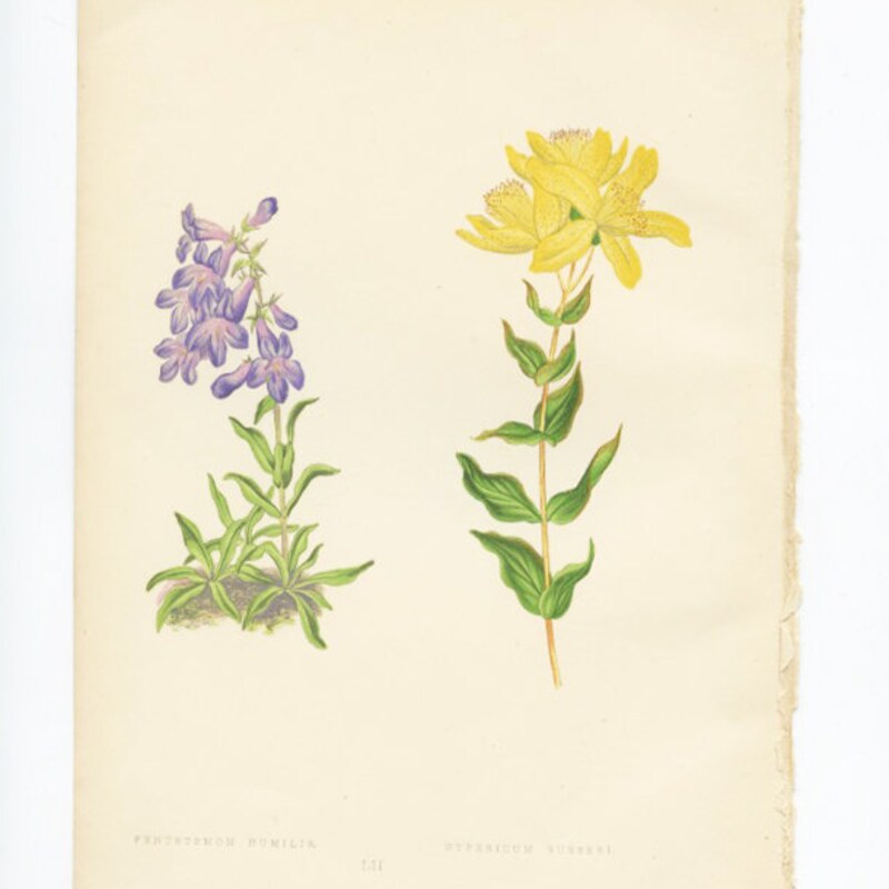 Botanical Book Plate - Etsy