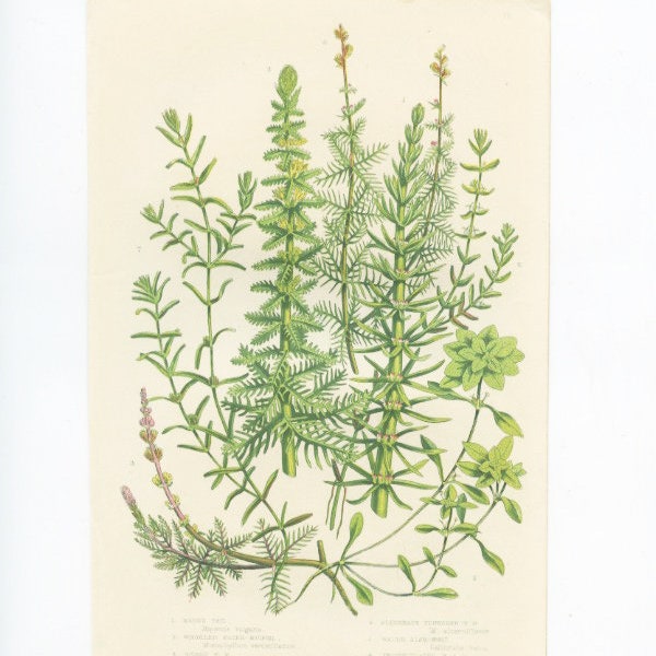 Botanical Book Plate - Etsy
