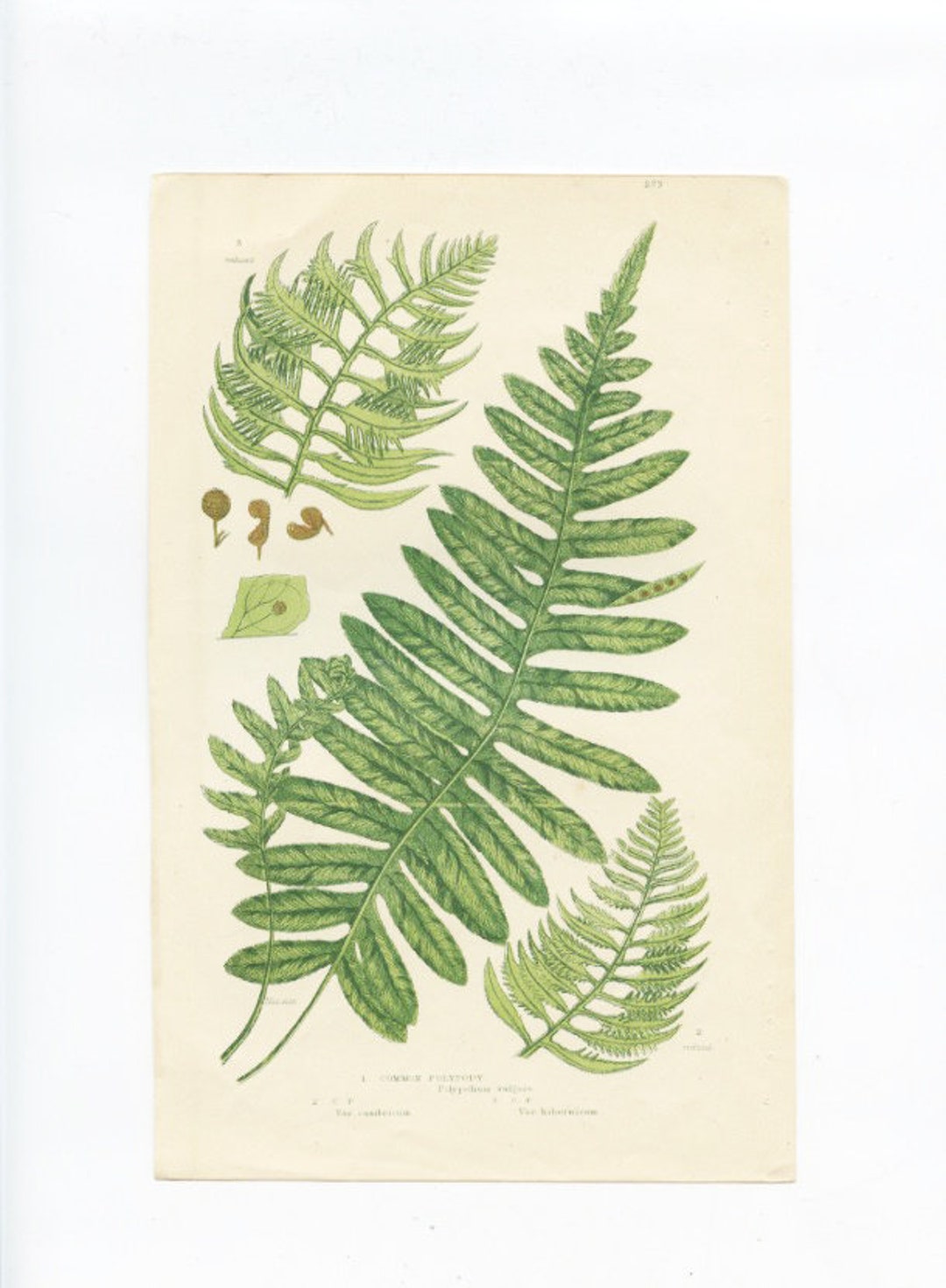 Vintage Botanical Book Plate, Leaf Illustration Art - Etsy