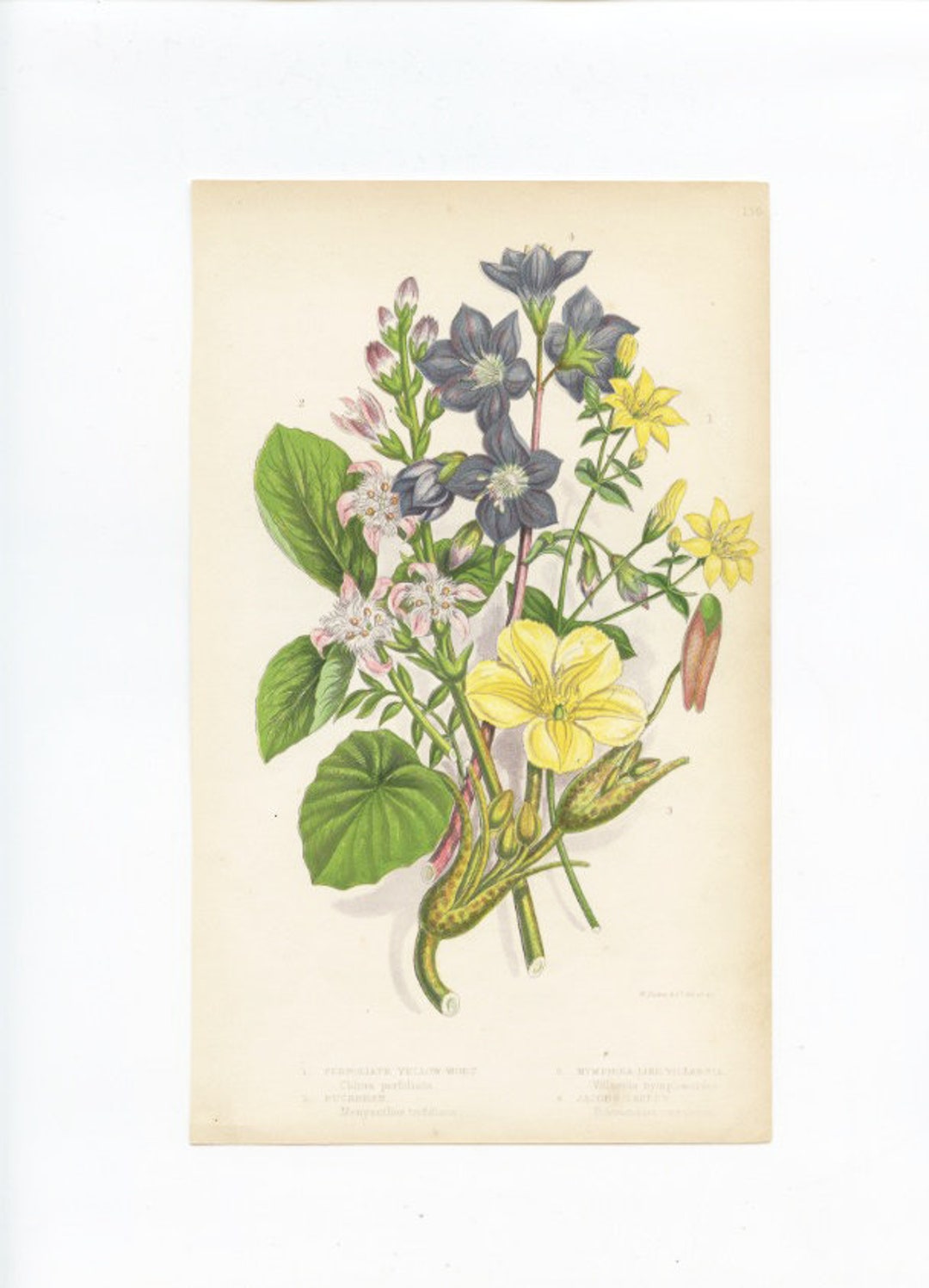Vintage Botanical Book Plate - Etsy