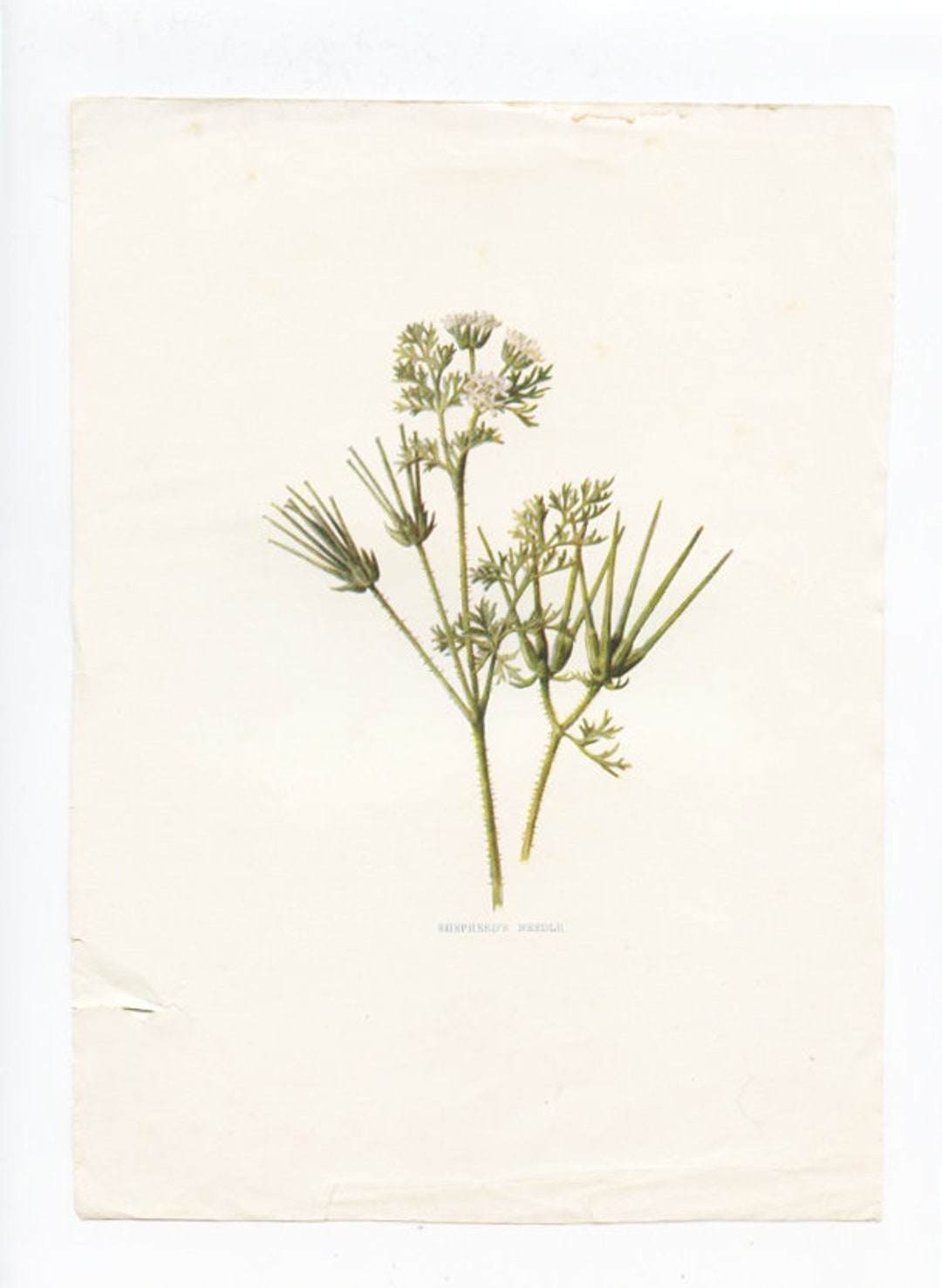 Vintage Botanical Book Plate, Floral Illustration of Shepherd's Needle ...