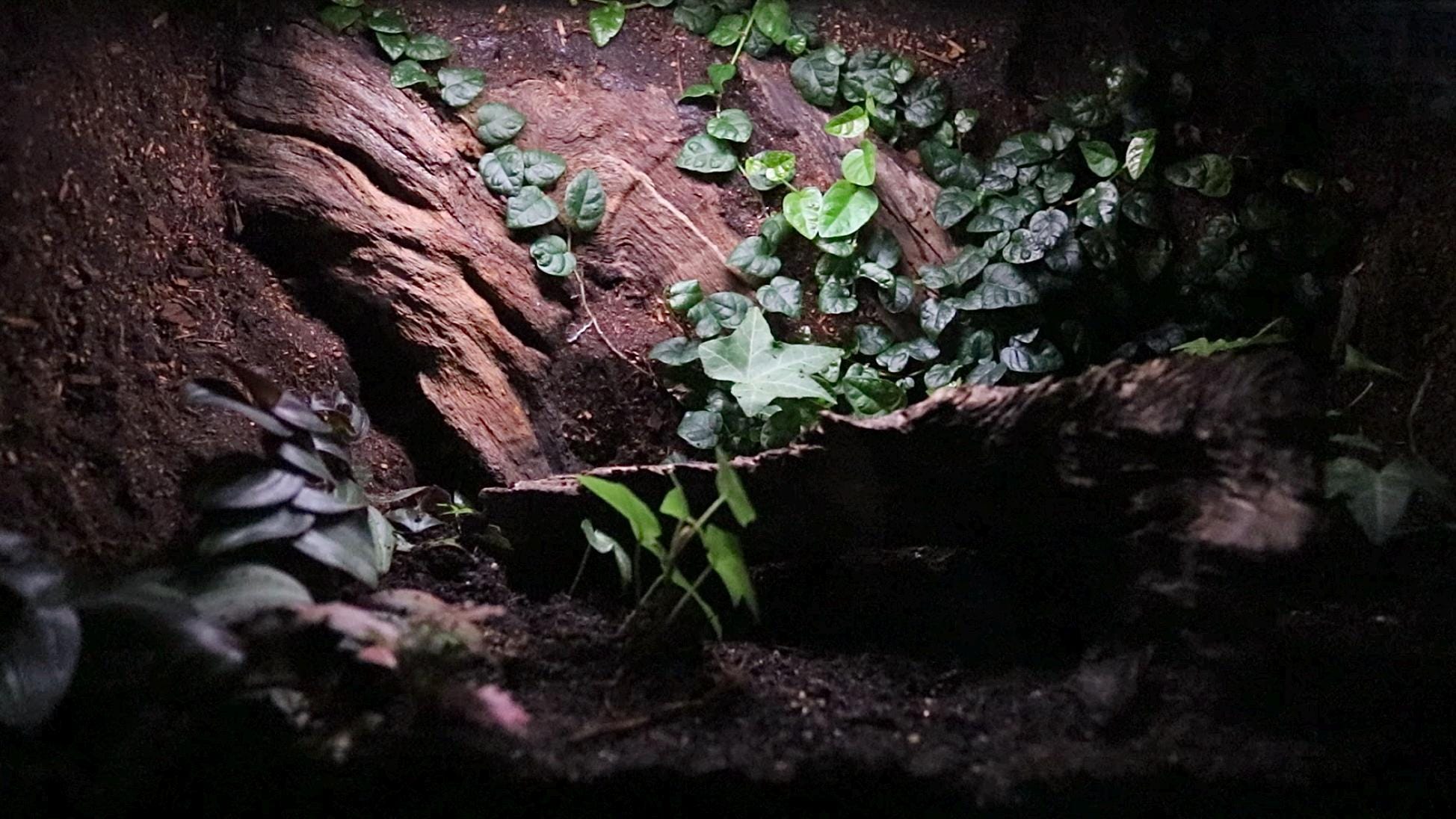 Unique Bioactive 15 Gallon Tank - as is | Vivarium | Terrarium ...