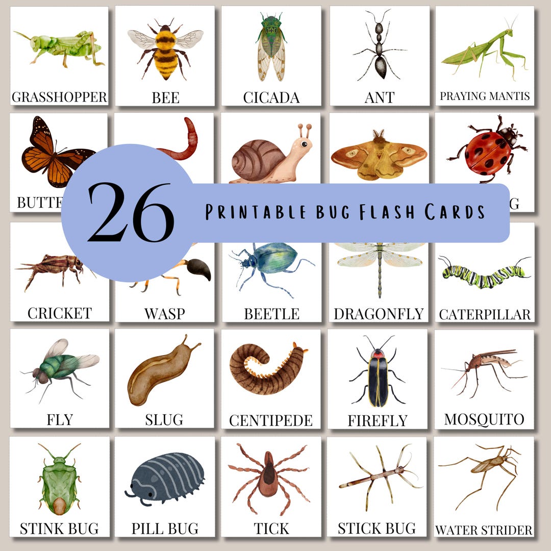 Bug Flashcards for Toddlers and Children, Interactive Cards for Kids ...