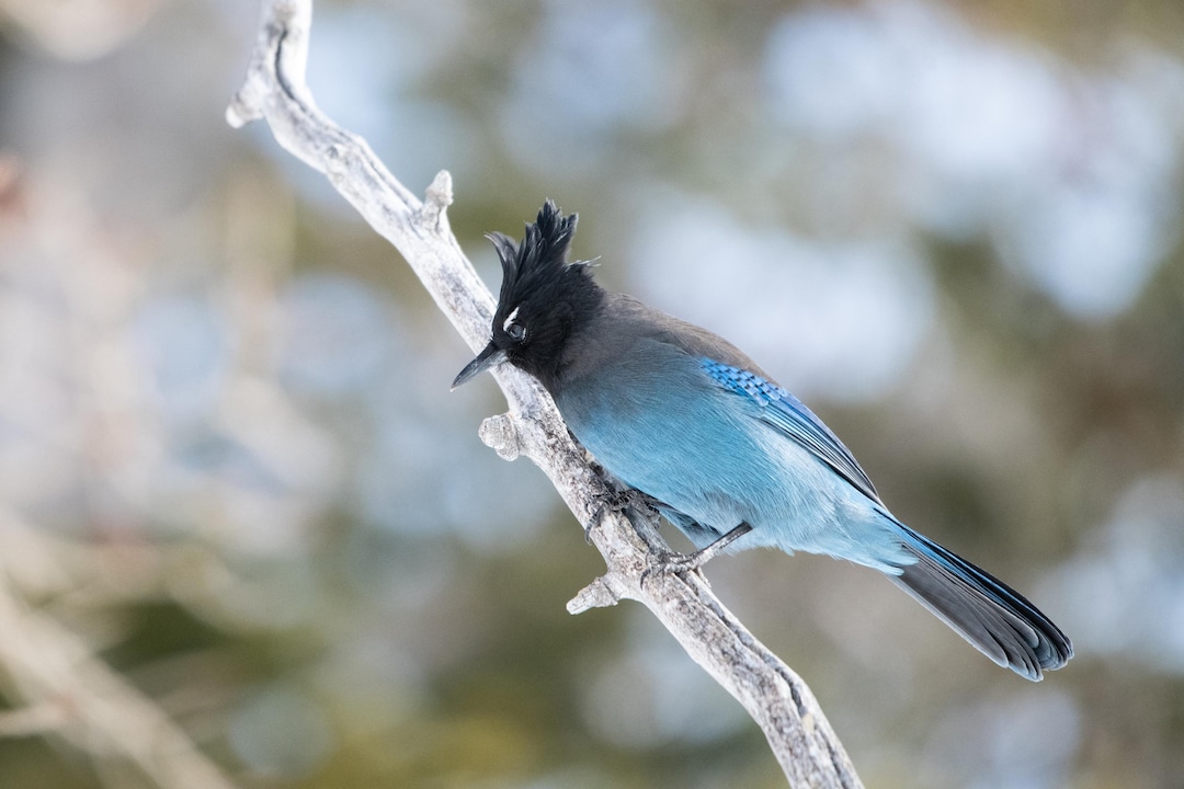 Stellar's Jay Bird Photo - Etsy