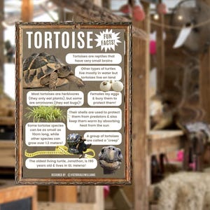 Tortoise Fun Facts Poster Sign DOWNLOADABLE - Etsy