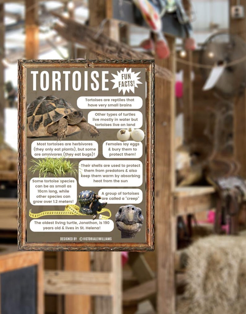 Tortoise Fun Facts Poster Sign DOWNLOADABLE - Etsy