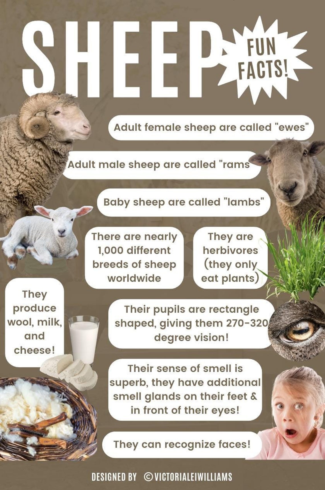 Sheep Fun Facts Poster Sign DOWNLOADABLE - Etsy