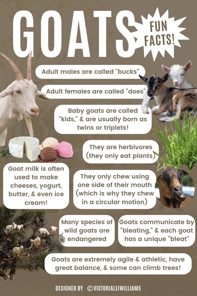 Goat Fun Facts Poster Sign DOWNLOAD - Etsy