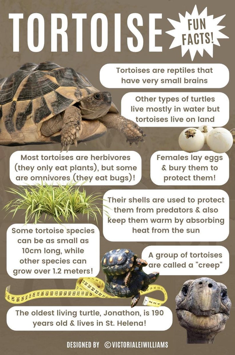 Tortoise Fun Facts Poster Sign DOWNLOADABLE - Etsy