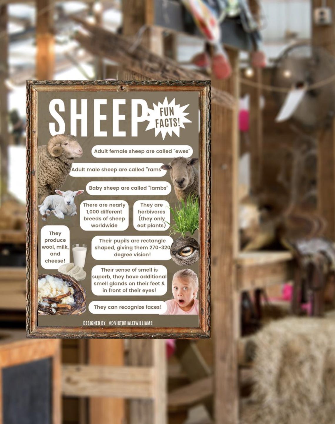 Sheep Fun Facts Poster Sign DOWNLOADABLE - Etsy