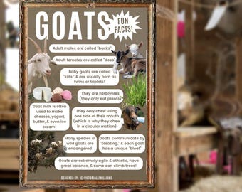 Sheep Fun Facts Poster Sign DOWNLOADABLE - Etsy