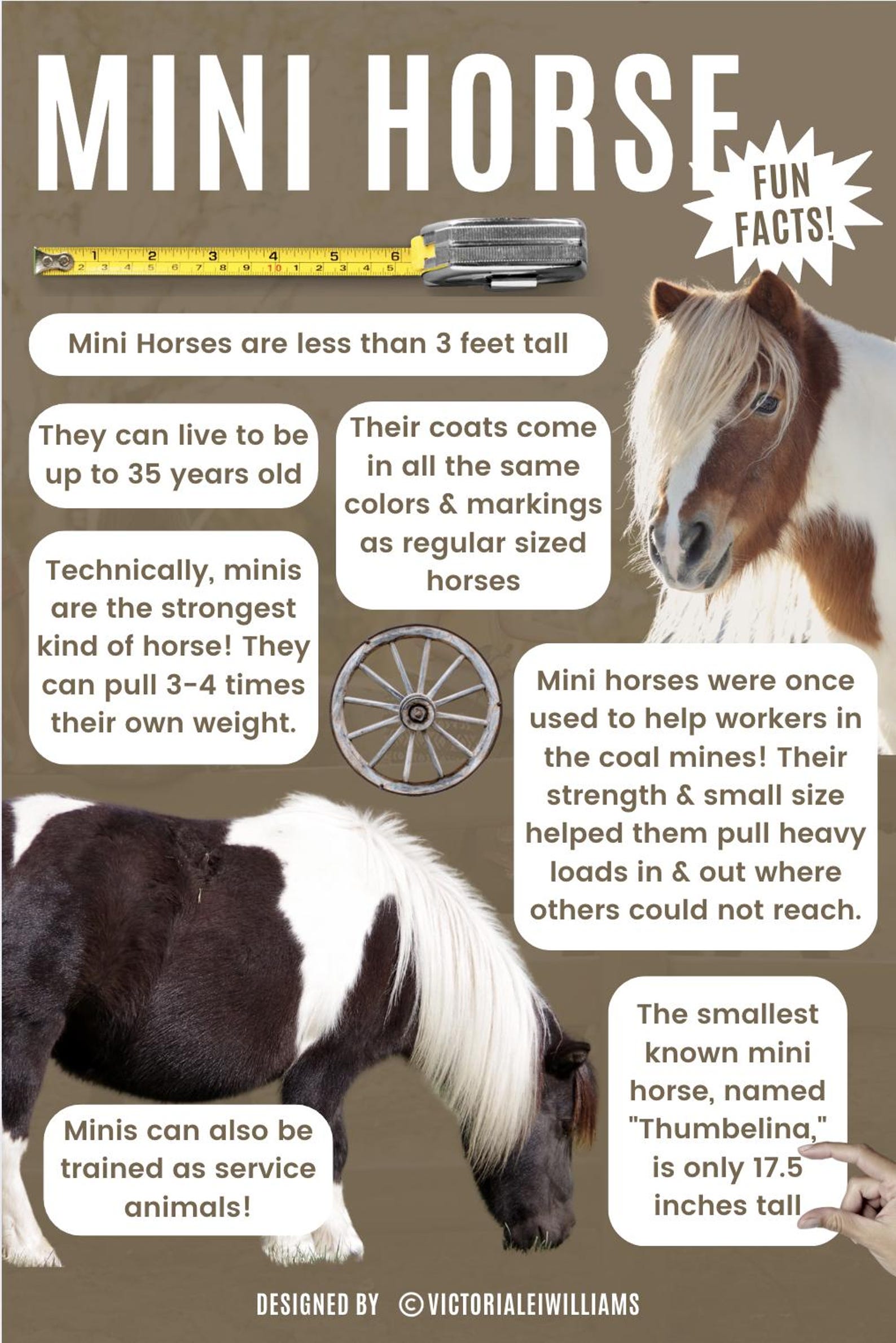 Mini Horse Fun Facts Poster Sign DOWNLOAD - Etsy