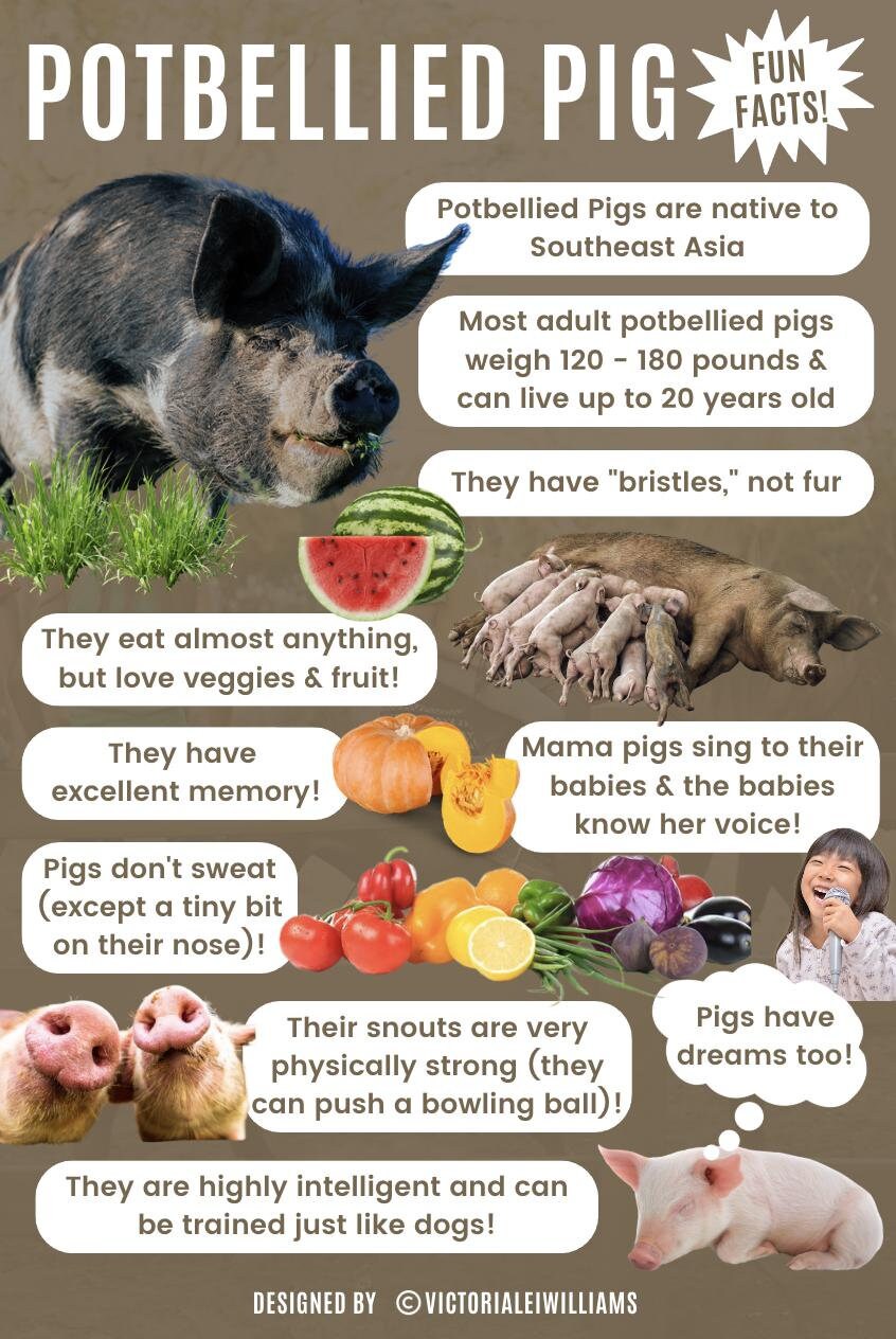 Pot Bellied Pig Fun Facts Poster Sign DOWNLOADABLE - Etsy