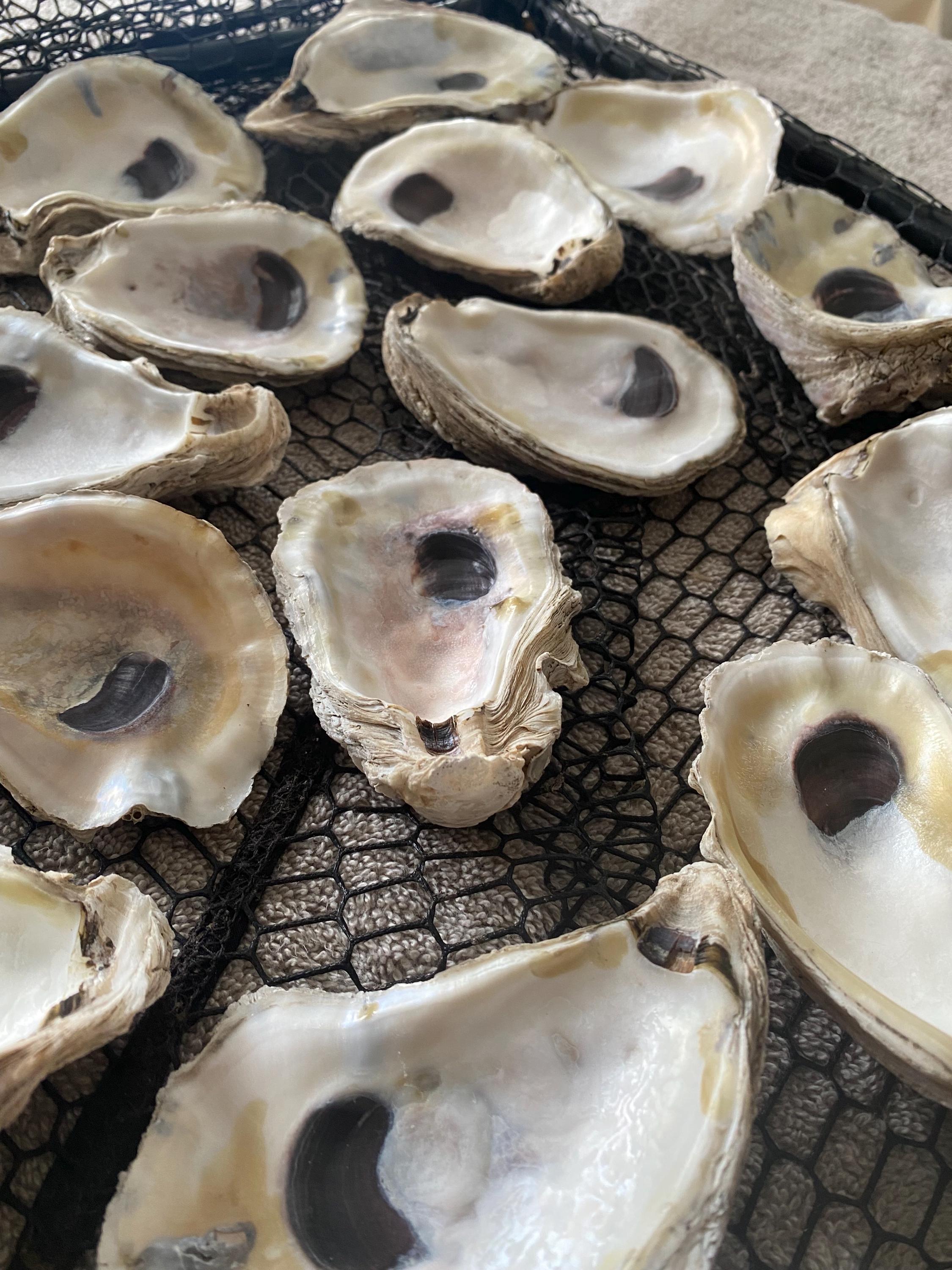 16 Oyster Shells Large 4"-6" Crafts, Decor, and DIY - Etsy