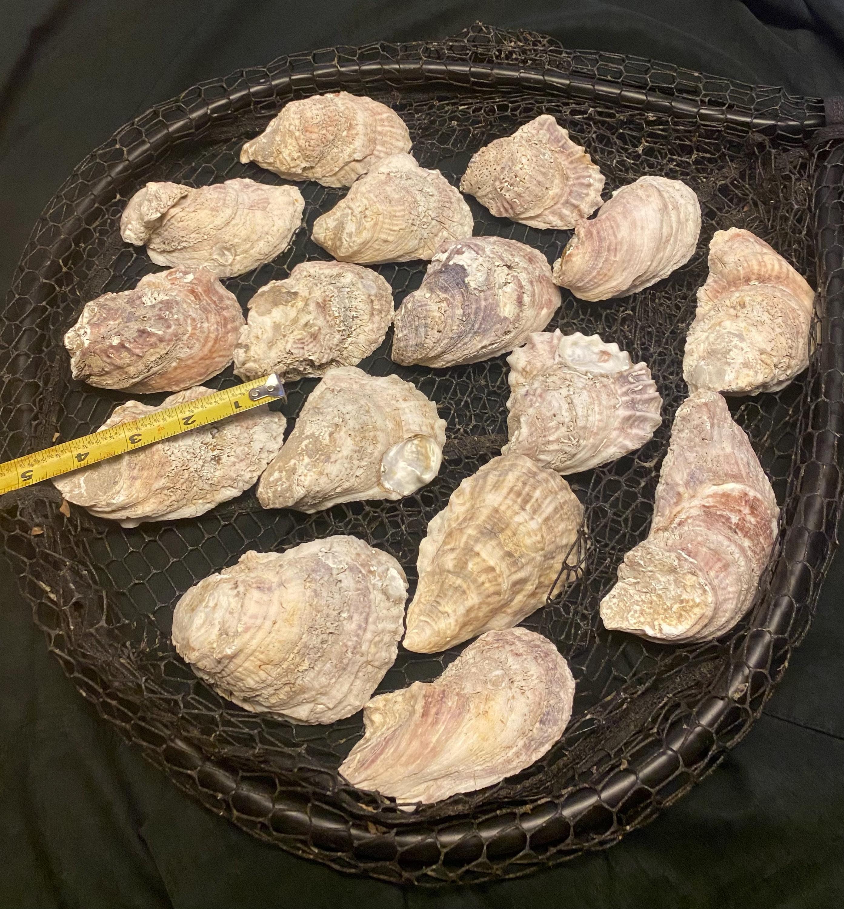 16 Oyster Shells Large 46 Crafts, Decor, and DIY - Etsy
