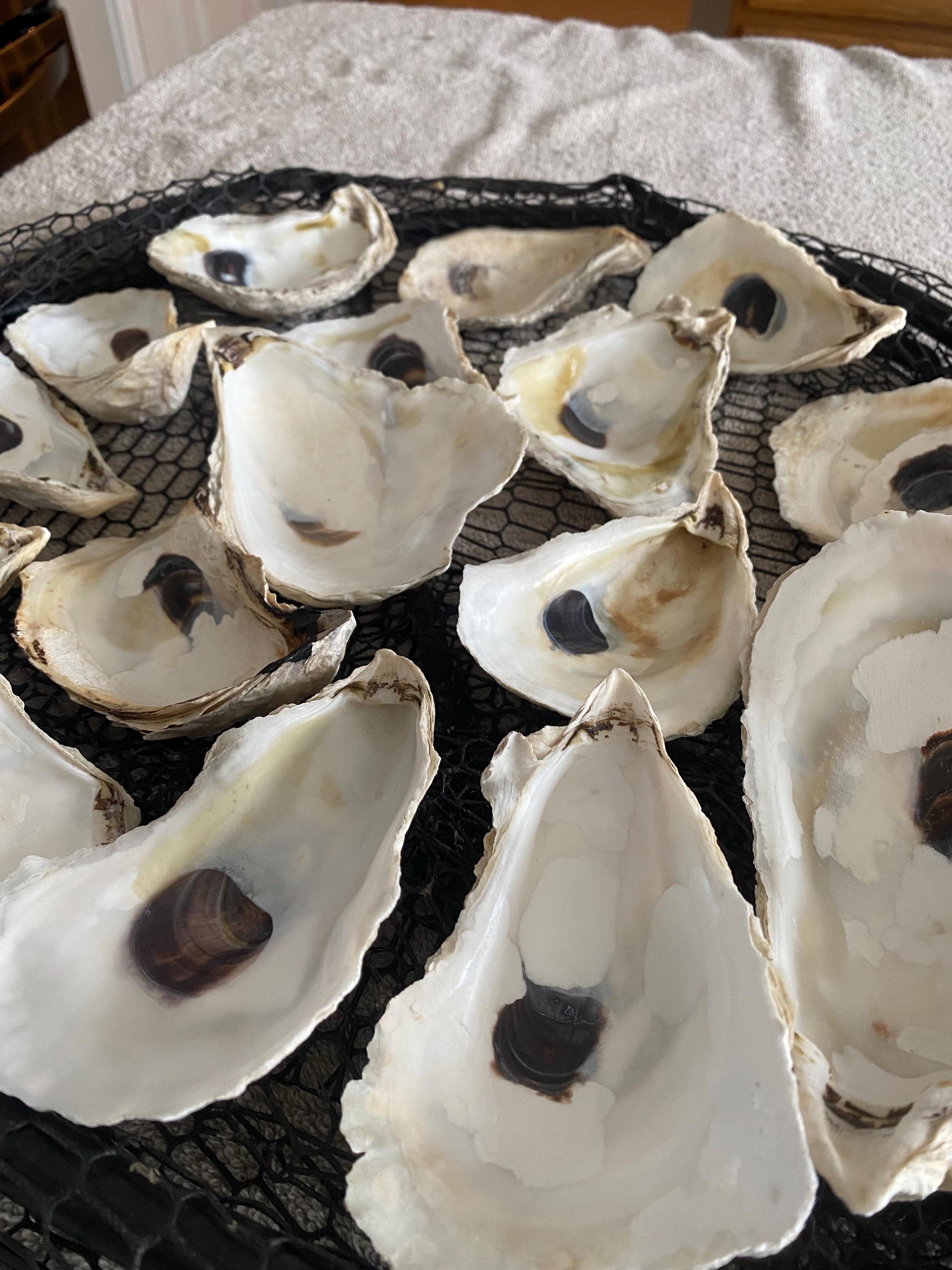 16 Oyster Shells Large 4"-6" Crafts, Decor, and DIY - Etsy