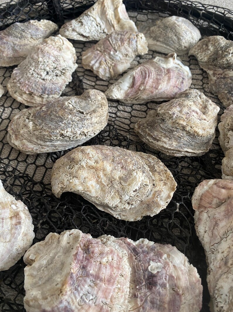 16 Oyster Shells Large 4"-6" Crafts, Decor, and DIY - Etsy