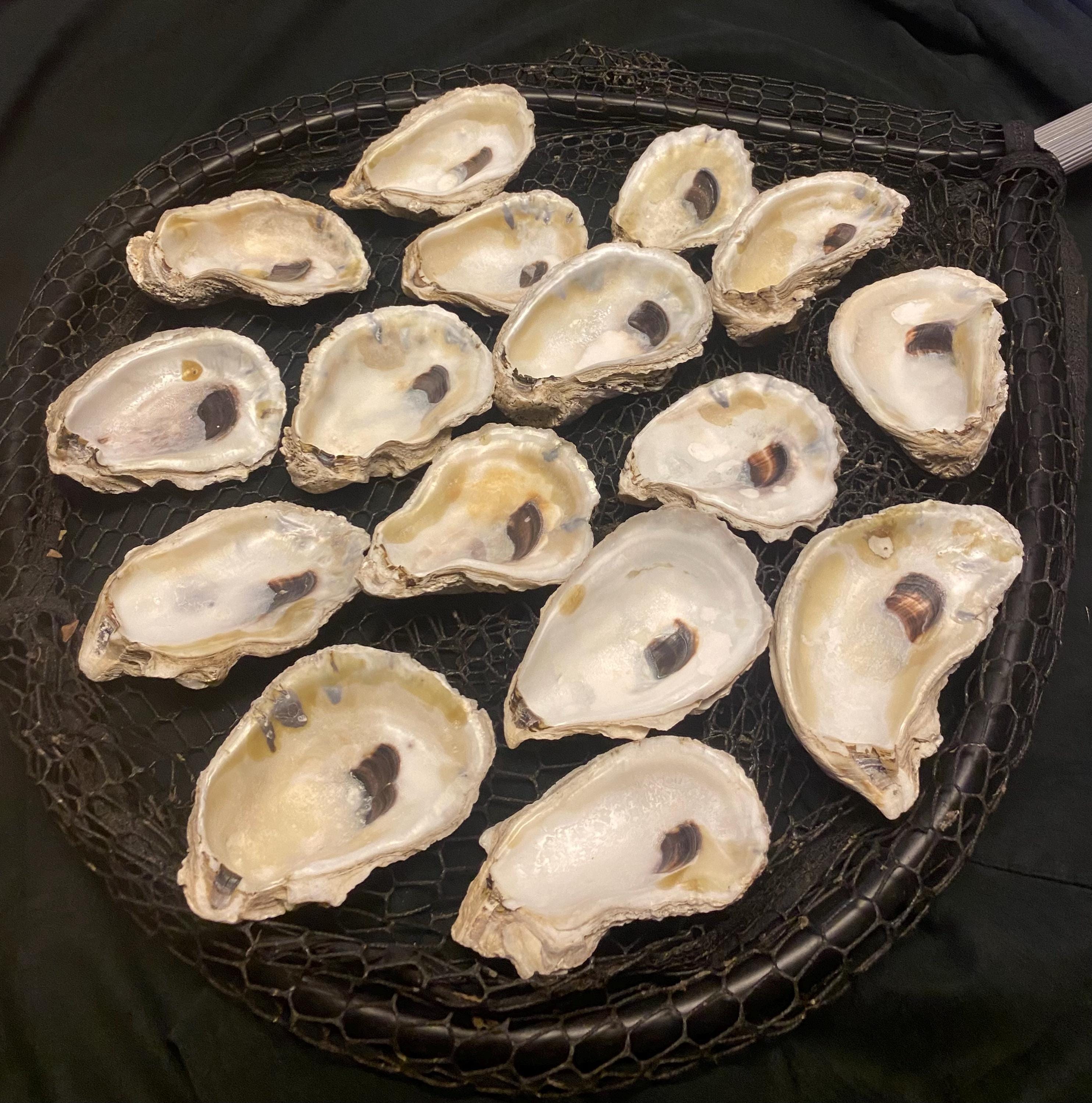 16 Oyster Shells Large 46 Crafts, Decor, and DIY - Etsy