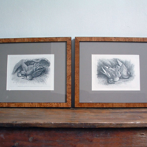 Framed Engravings - Etsy