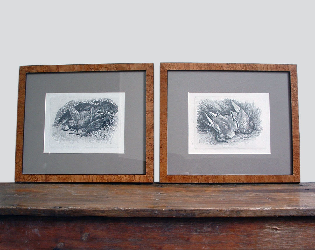 Original 19th Century Engravings Birds Fowl Hunting - Etsy