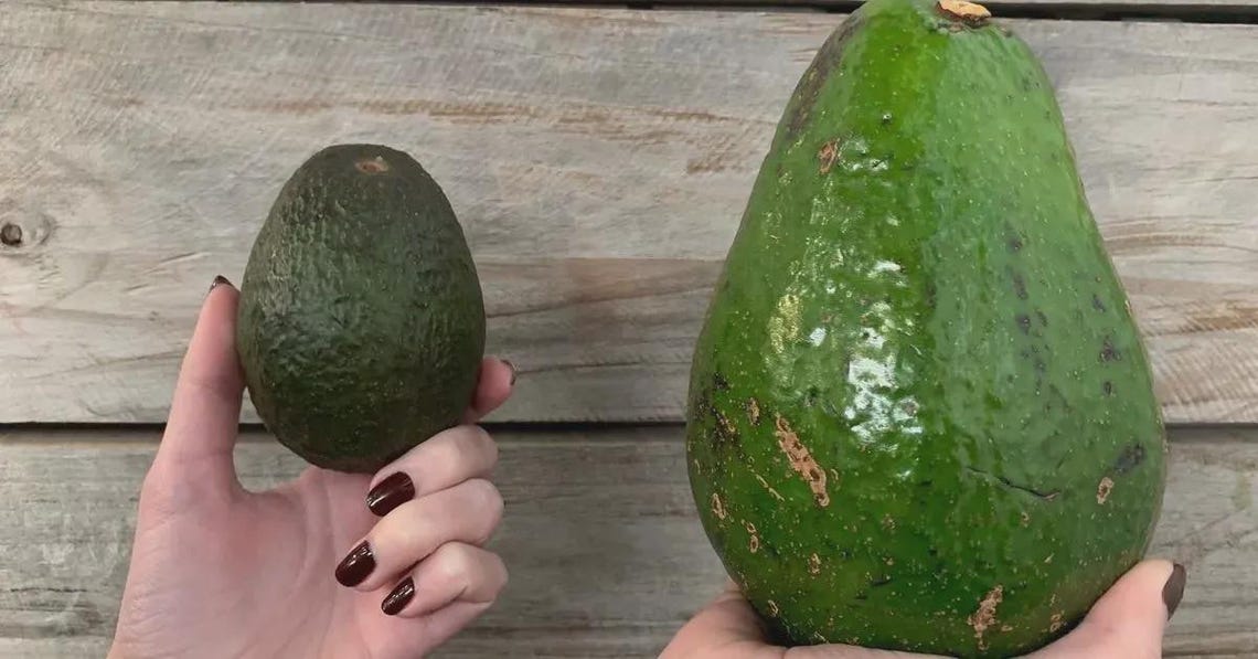1 Organic Avozilla - the World's Largest Avocado Seed, Non GMO ...
