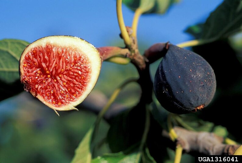 SUPER RARE Big Fig Ficus Carica - 3 Unrooted Cuttings for Rooting or ...