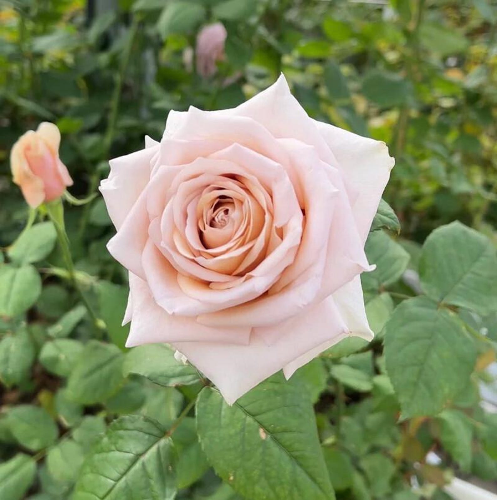 SUPER RARE Brut! Roses - 3 Unrooted Cuttings for Rooting or Grafting - Etsy