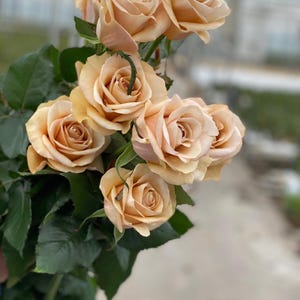 SUPER RARE Brut! Roses - 3 Unrooted Cuttings for Rooting or Grafting - Etsy