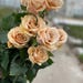 SUPER RARE Brut! Roses - 3 Unrooted Cuttings for Rooting or Grafting - Etsy