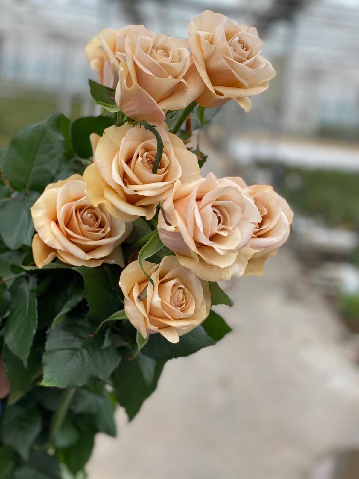 SUPER RARE Brut! Roses - 3 Unrooted Cuttings for Rooting or Grafting - Etsy