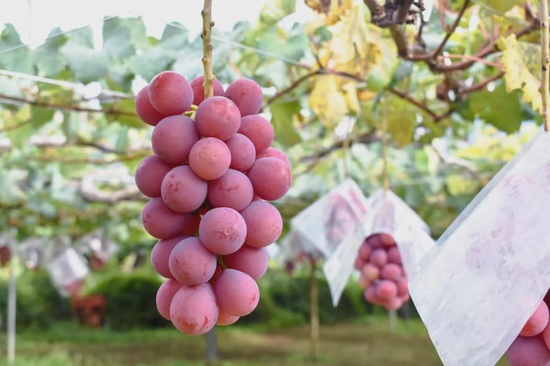 1 SUPER RARE Japanese Koshu Grape Plant ORGANIC - Etsy
