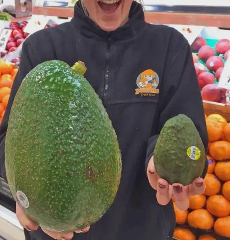 1 Organic Avozilla - the World's Largest Avocado Seed, Non GMO ...
