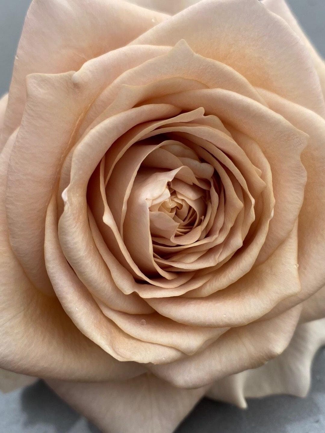 SUPER RARE Brut! Roses - 3 Unrooted Cuttings for Rooting or Grafting - Etsy