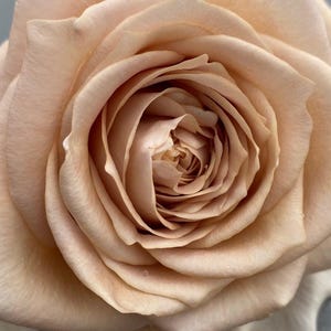 SUPER RARE Brut! Roses - 3 Unrooted Cuttings for Rooting or Grafting - Etsy