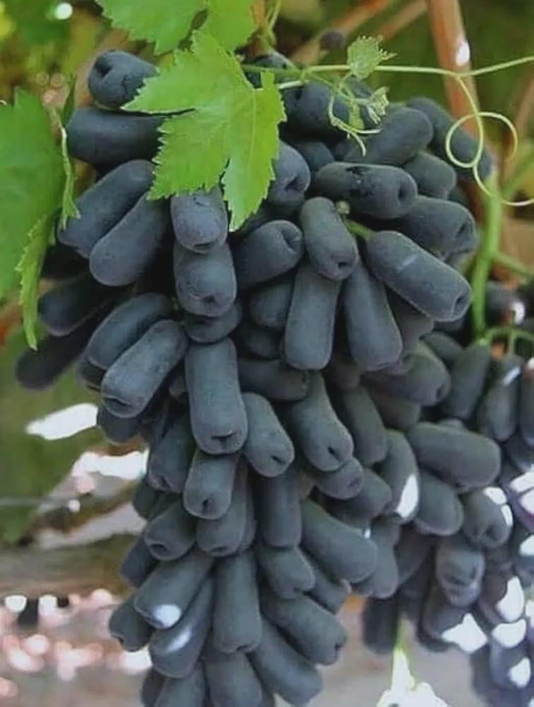 1 VERY RARE Moon Drop Seedless Grape Vine Plant Big Sweet Organic - Etsy