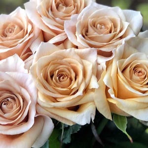 SUPER RARE Brut! Roses - 3 Unrooted Cuttings for Rooting or Grafting - Etsy