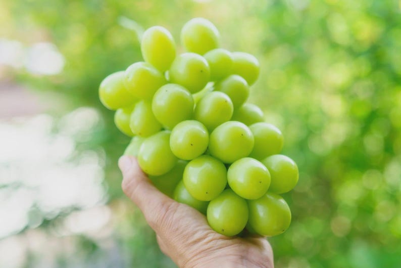 1 SUPER RARE Shine Muscat Grapes Plant ORGANIC - Etsy
