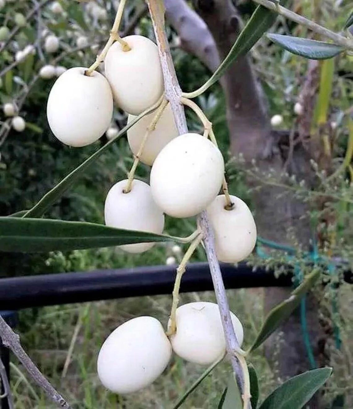 5 SUPER RARE White Olive Tree Seeds Organic - Etsy