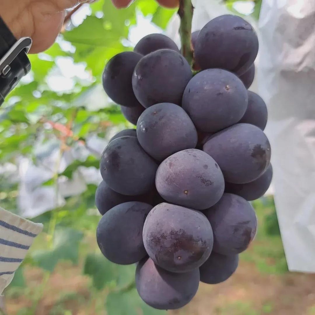 SUPER RARE Japanese Pione Grape Vine - 5 Unrooted Cuttings for Rooting ...
